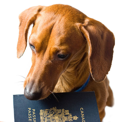 Best solutions for animal electronic ID | Datamars Pet ID